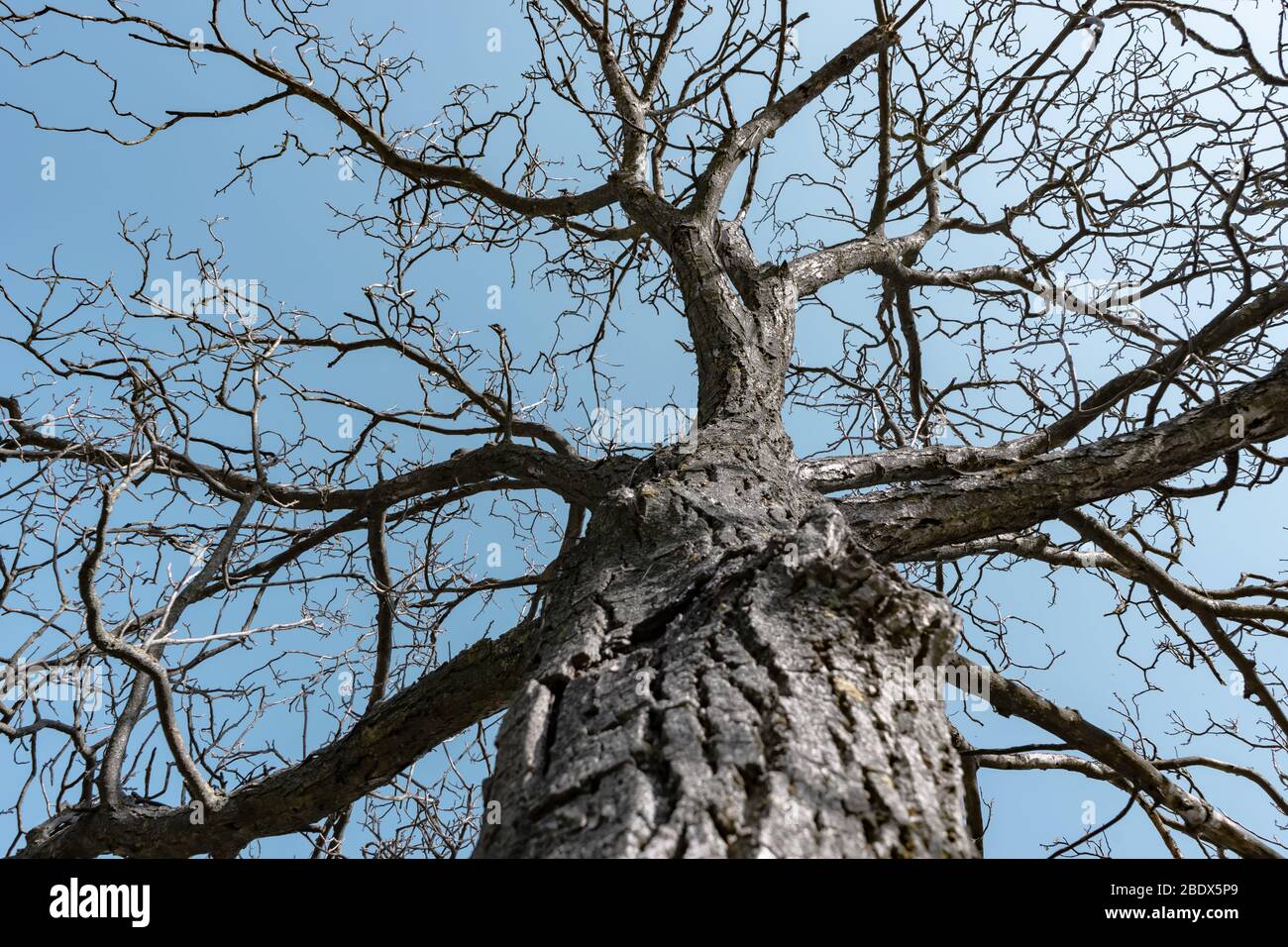 Beautiful old walnut tree branch background Stock Photo - Alamy