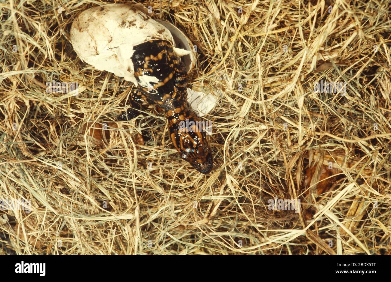 American alligator hatching hi-res stock photography and images - Alamy