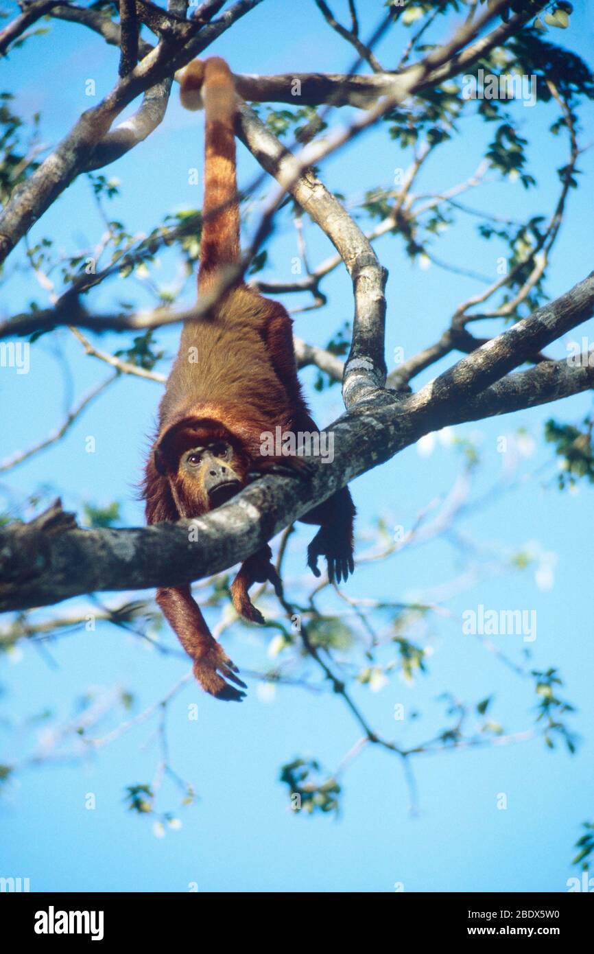 Venezuelan red howler hi-res stock photography and images - Alamy