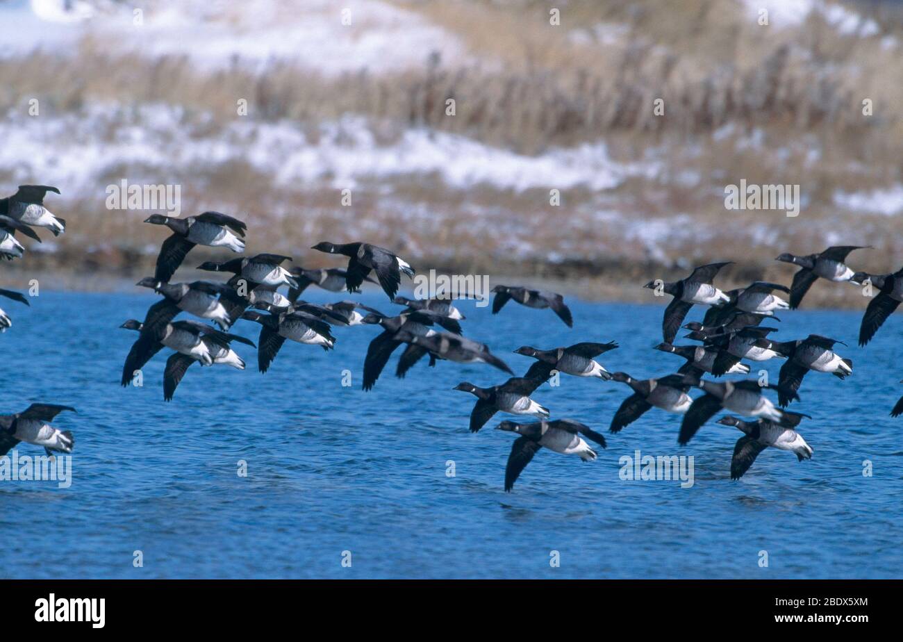 Anseriformes geese hi-res stock photography and images - Alamy