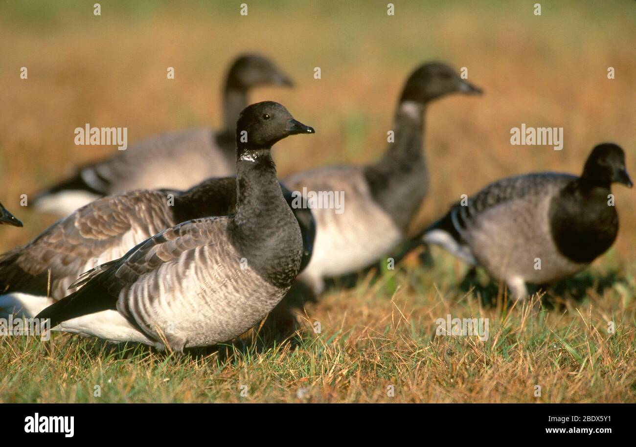 Anseriformes geese hi-res stock photography and images - Alamy