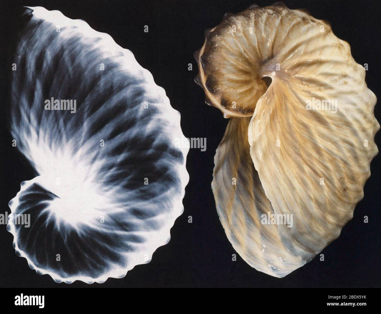 Shell x ray hi-res stock photography and images - Alamy