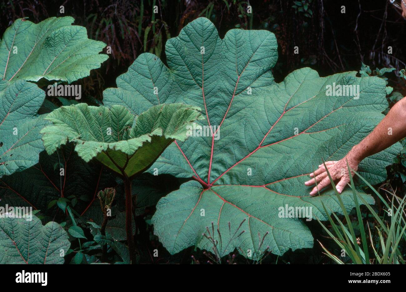 Rica gunnera hi-res stock photography and images - Alamy