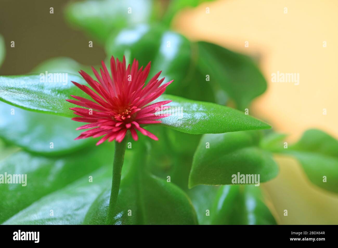 Vivid Pink Blooming Baby Sun Rose Flower Amongst Vibrant Green Leaves ...