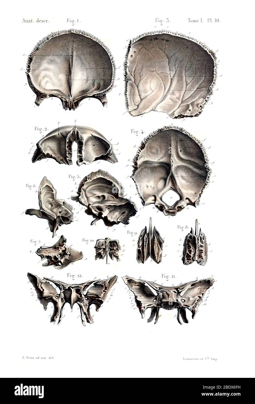 Facial anatomy hi-res stock photography and images - Alamy