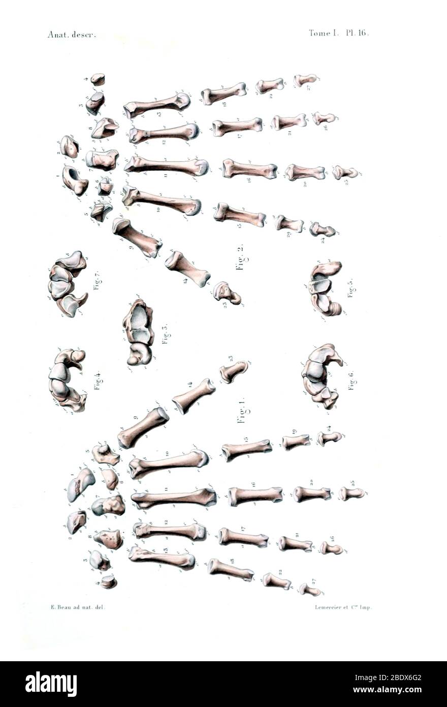 Human Hand Bones, 1844 Stock Photo - Alamy