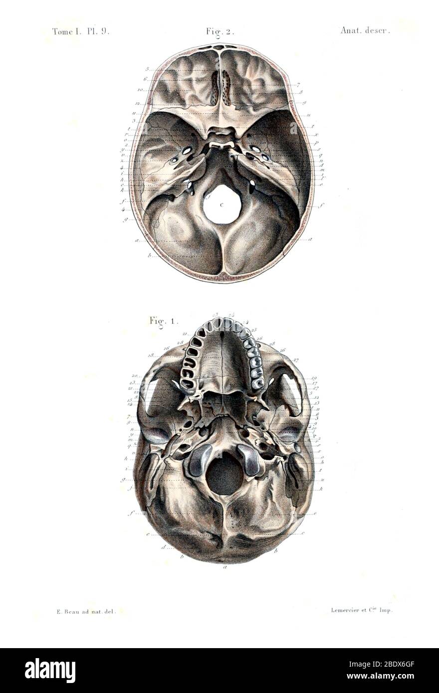 Skull Base Anatomy