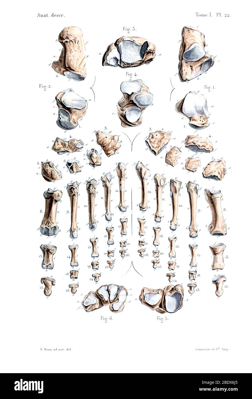 Bones 1 Cut Out Stock Images & Pictures - Alamy