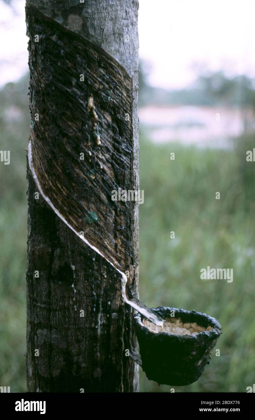 Rubber Harvesting, Singapore Stock Photo - Alamy