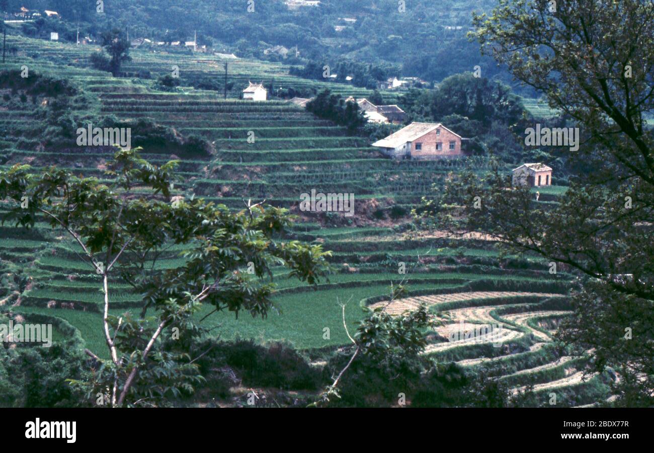 Terraced Rice Fields, Taiwan Stock Photo - Alamy
