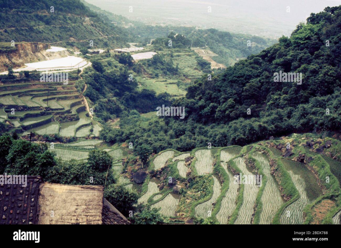 Terraced Rice Fields, Taiwan Stock Photo - Alamy