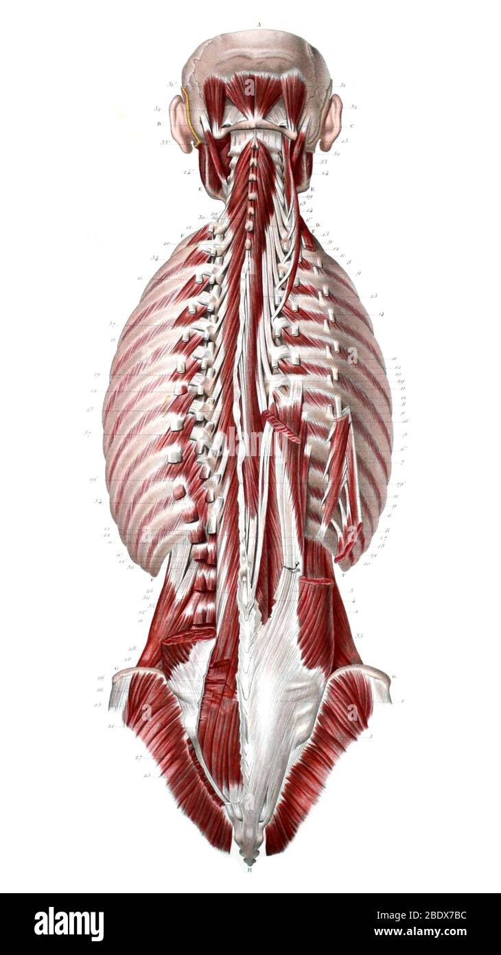 Human Torso, Posterior, 1844 Stock Photo - Alamy