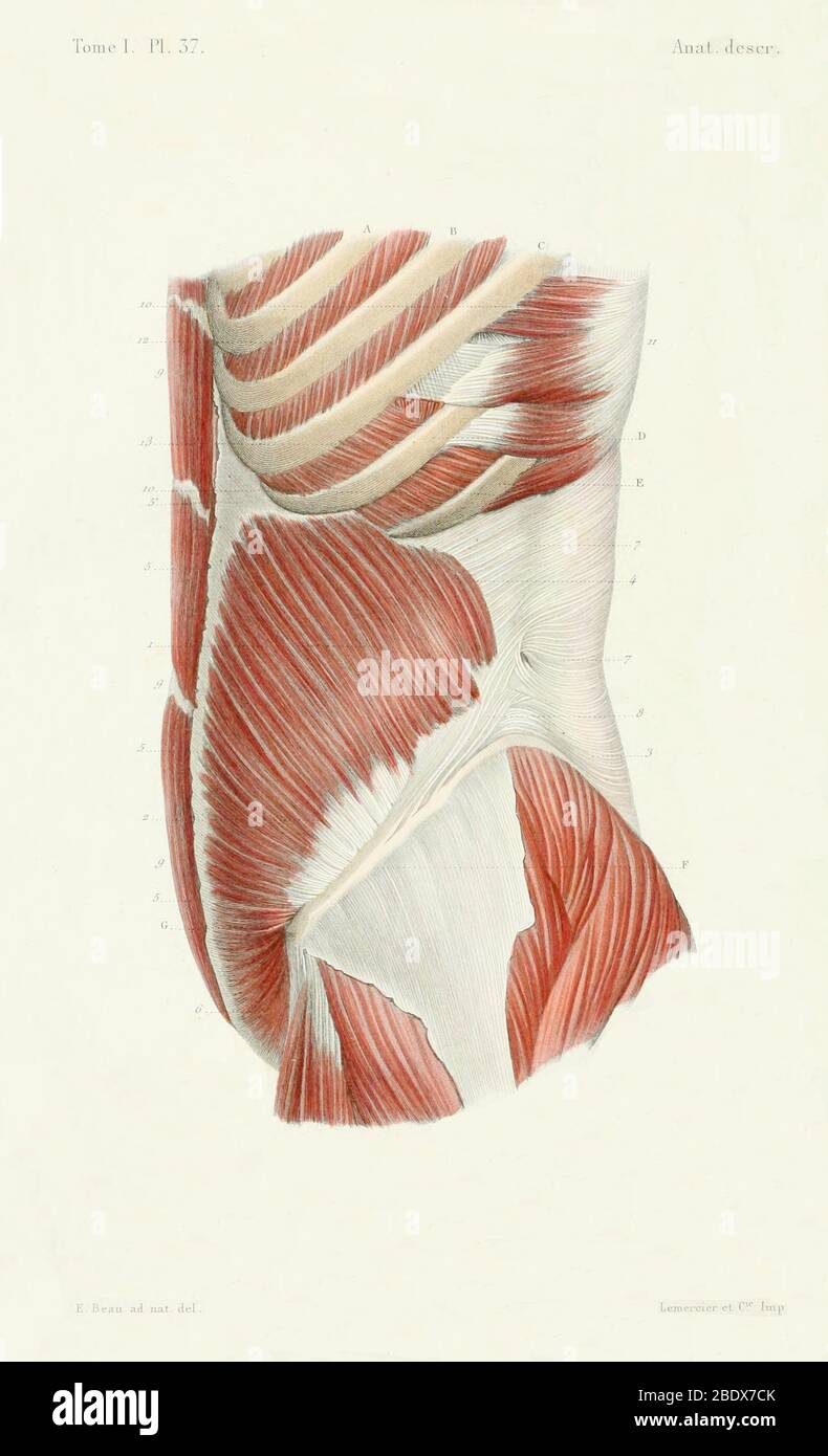 Human Torso Muscles, Lateral, 1844 Stock Photo - Alamy