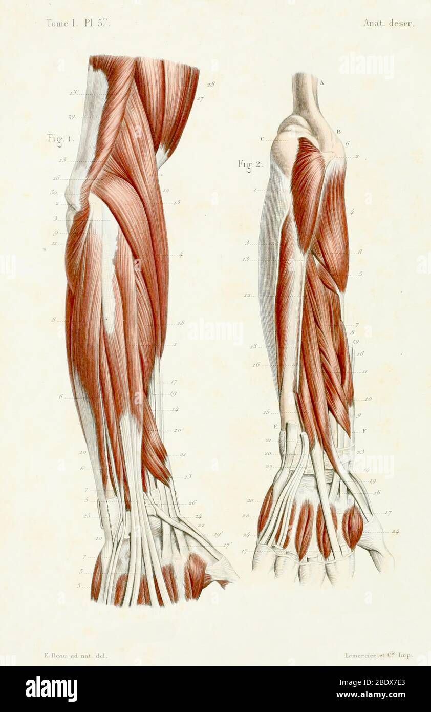Extensor Forearm Muscles