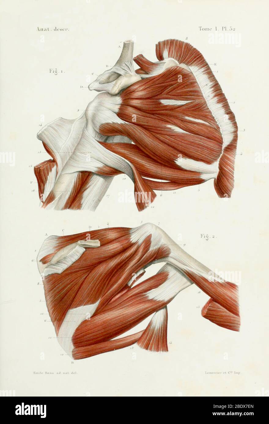 Shoulder Anatomy Muscle High Resolution Stock Photography and Images ...