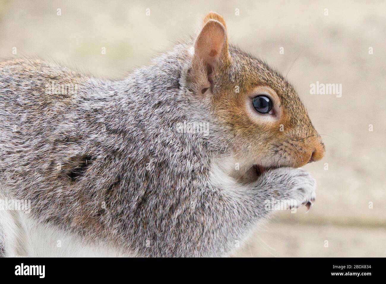 Fur squirrel texture hi-res stock photography and images - Alamy