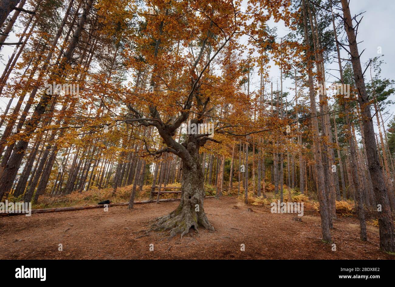 Beauty of bulgaria hi-res stock photography and images - Alamy