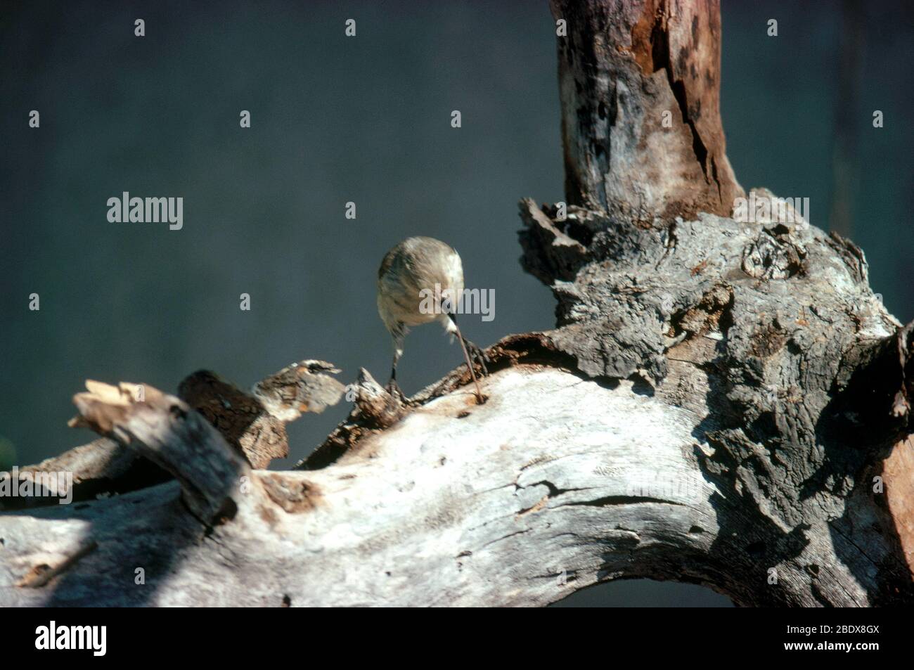 Woodpecker finch hi-res stock photography and images - Alamy