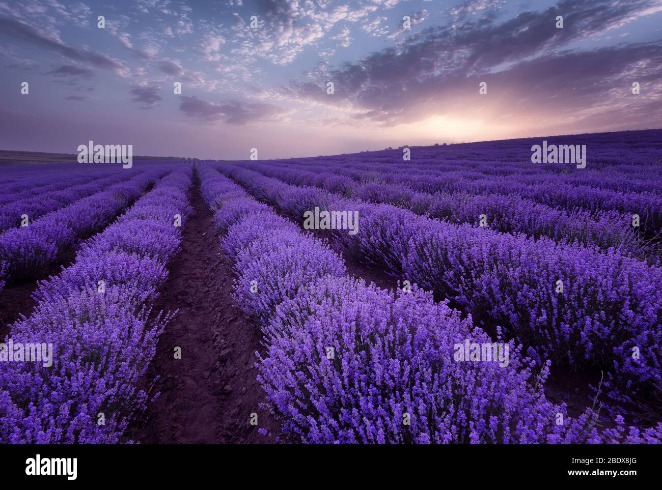 Lavender Field Sky