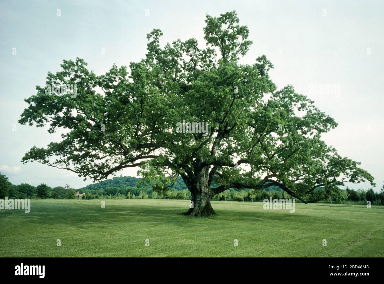 White Oak Tree Stock Photo - Alamy