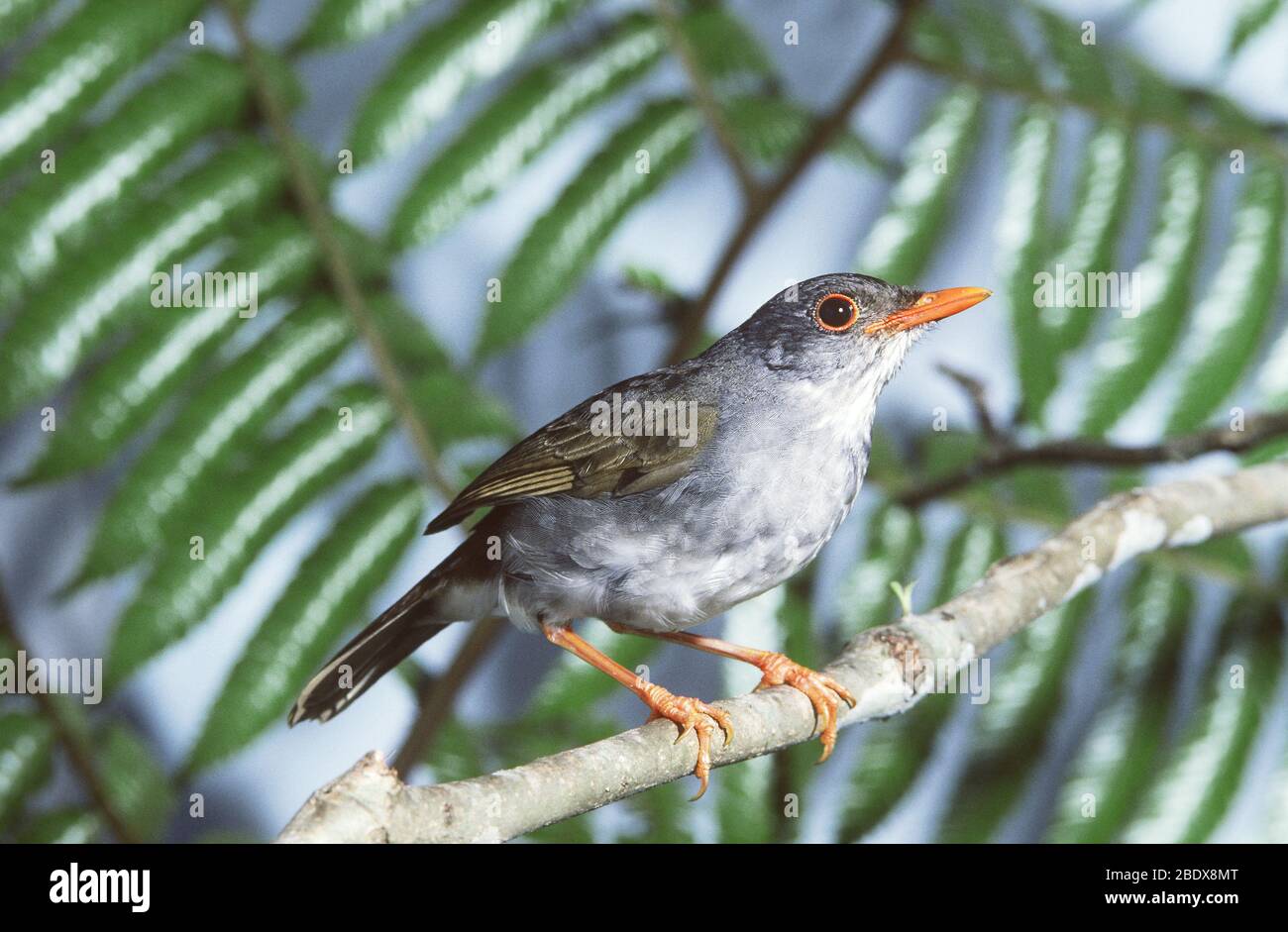 Catharus sp hi-res stock photography and images - Alamy