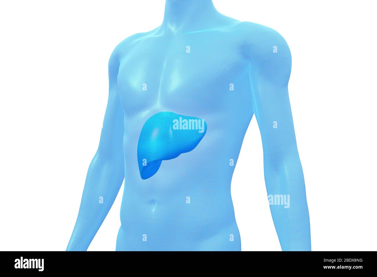 Liver, Human Body Organ, Medical 3D Model Stock Photo - Alamy