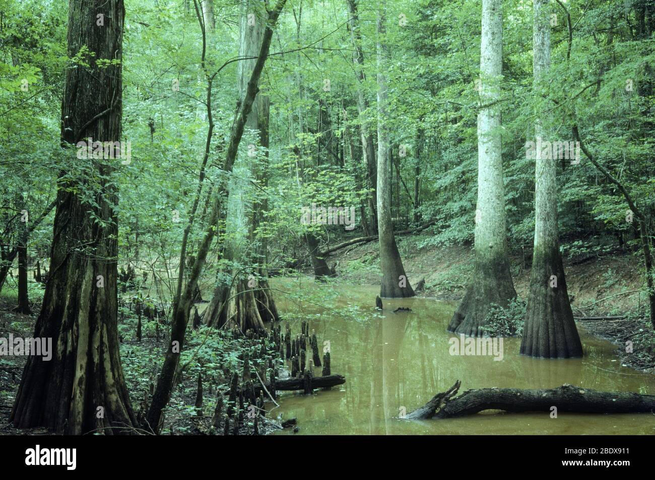 Congaree swamp hi-res stock photography and images - Alamy