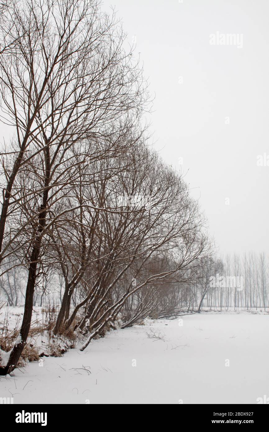 trees in the snow north china Stock Photo - Alamy