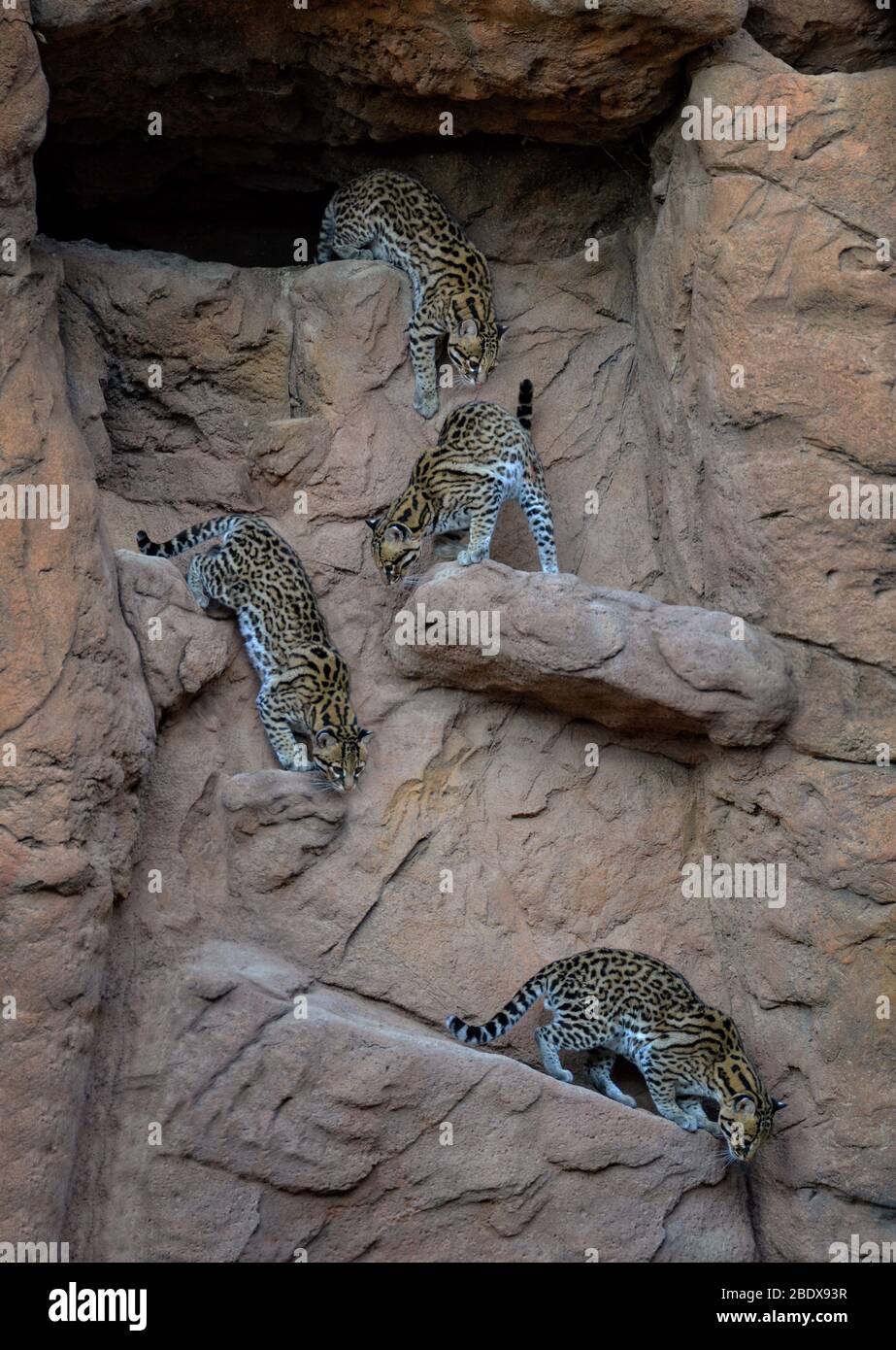 Ocelot hi-res stock photography and images - Alamy