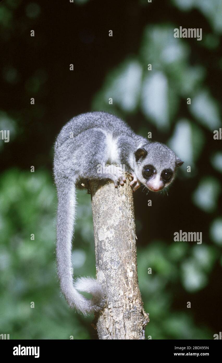 Cheirogaleus hi-res stock photography and images - Alamy