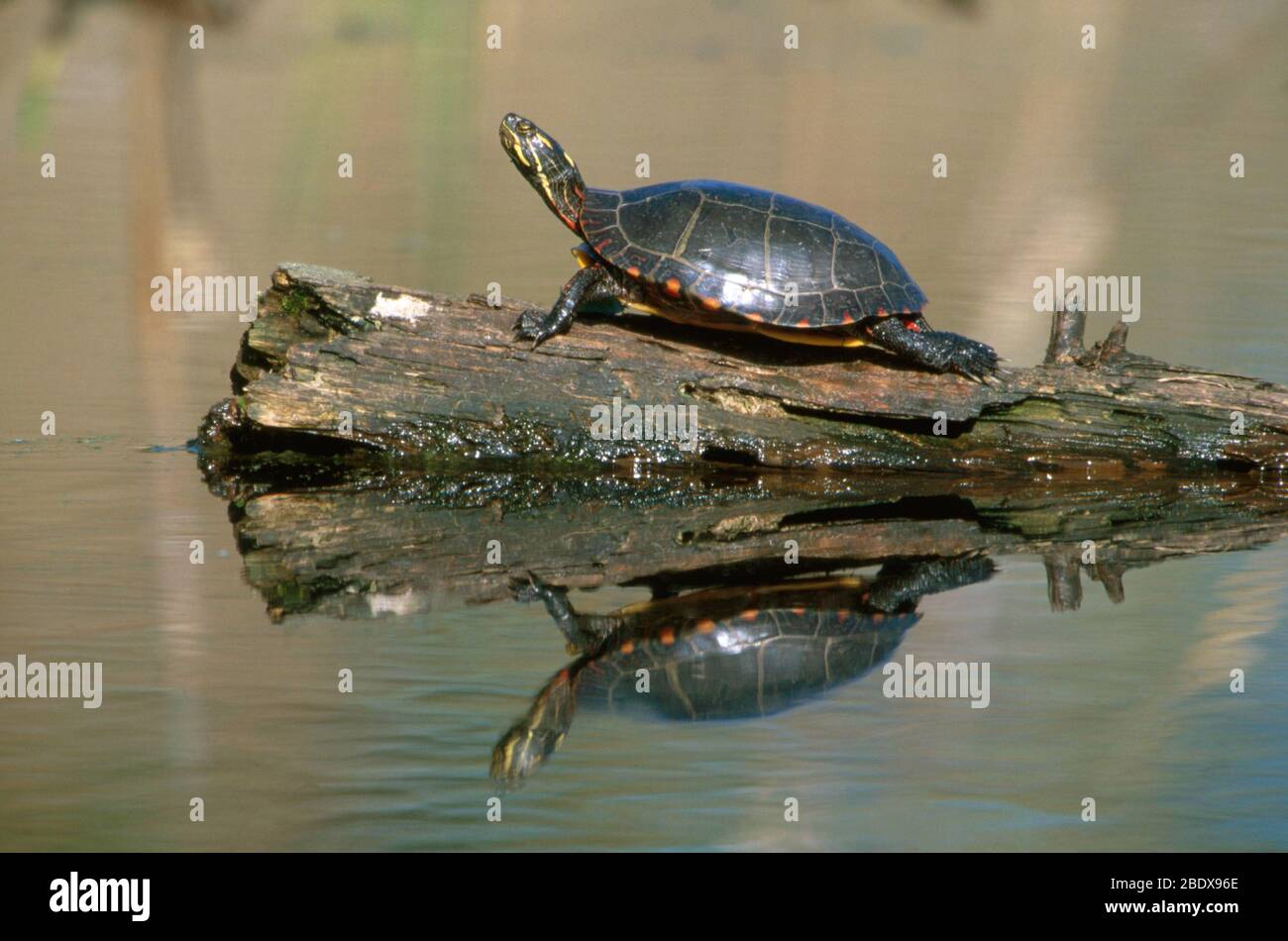 Painted turtles basking on hi-res stock photography and images - Alamy