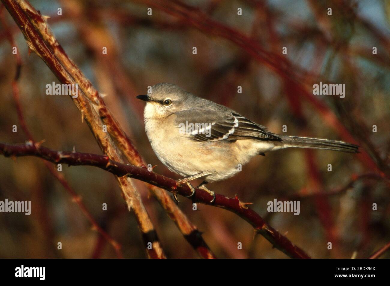 Northern Mockingbird (Mimus polyglottos Stock Photo - Alamy