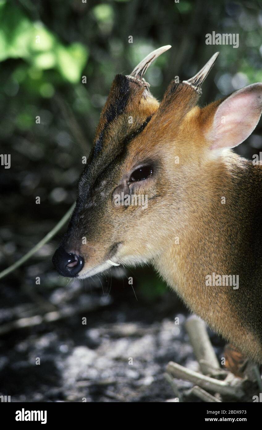 Muntjacus crinifrons hi-res stock photography and images - Alamy