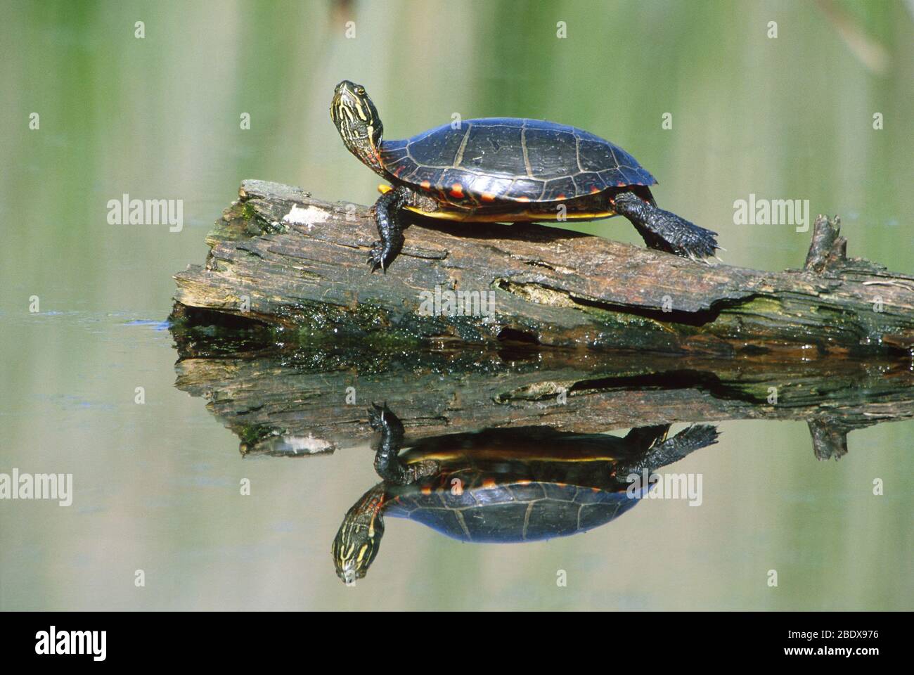 Eastern Painted Turtle Stock Photo - Alamy