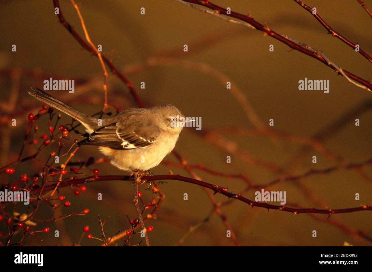Northern Mockingbird (Mimus polyglottos Stock Photo - Alamy