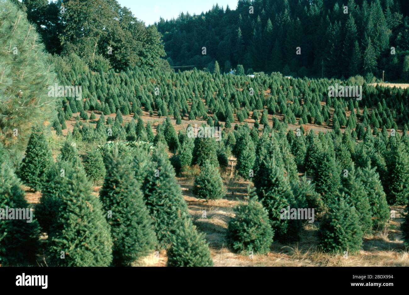 Christmas tree farm Stock Photo - Alamy