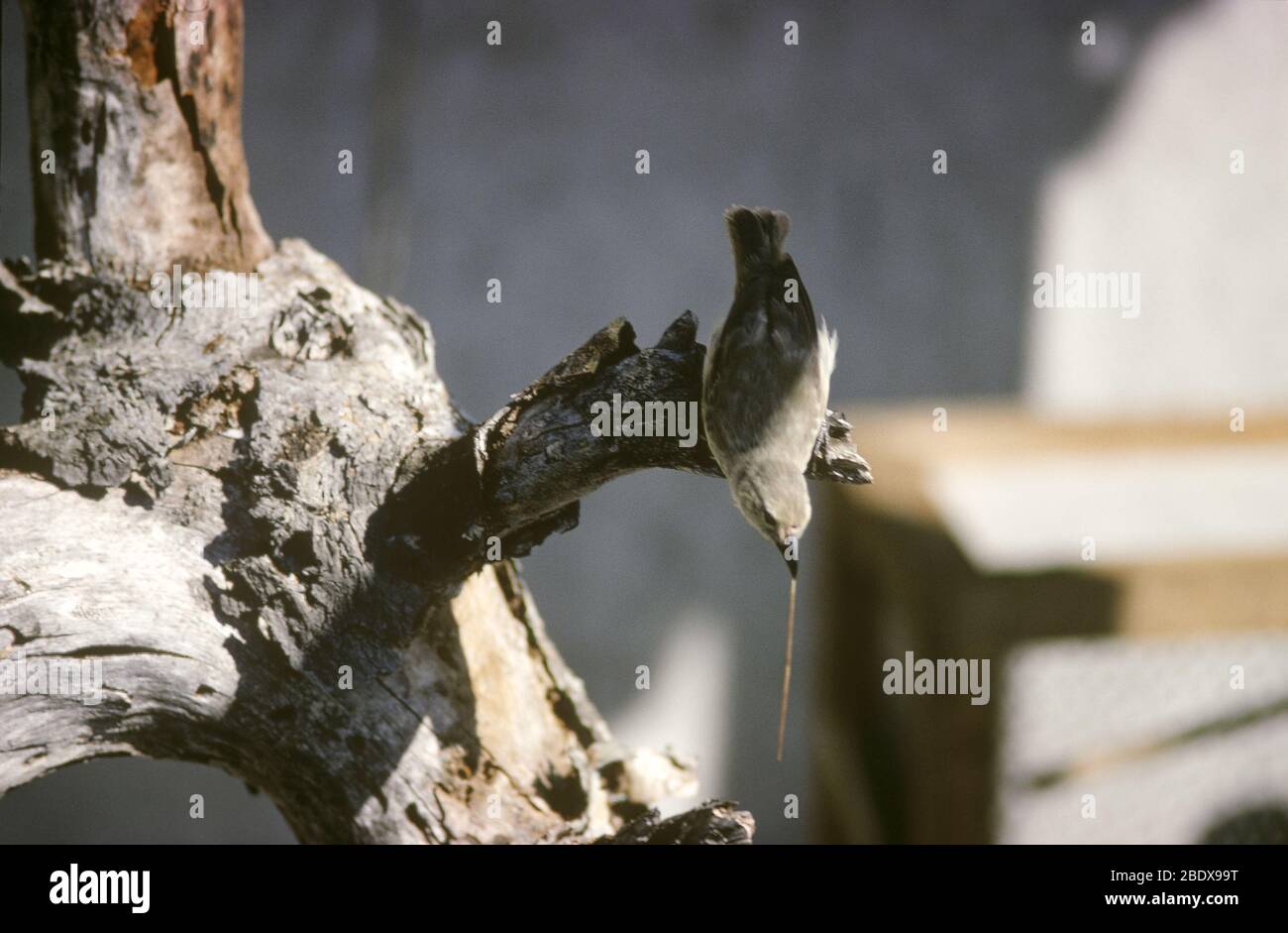 Using beak as tool hi-res stock photography and images - Alamy