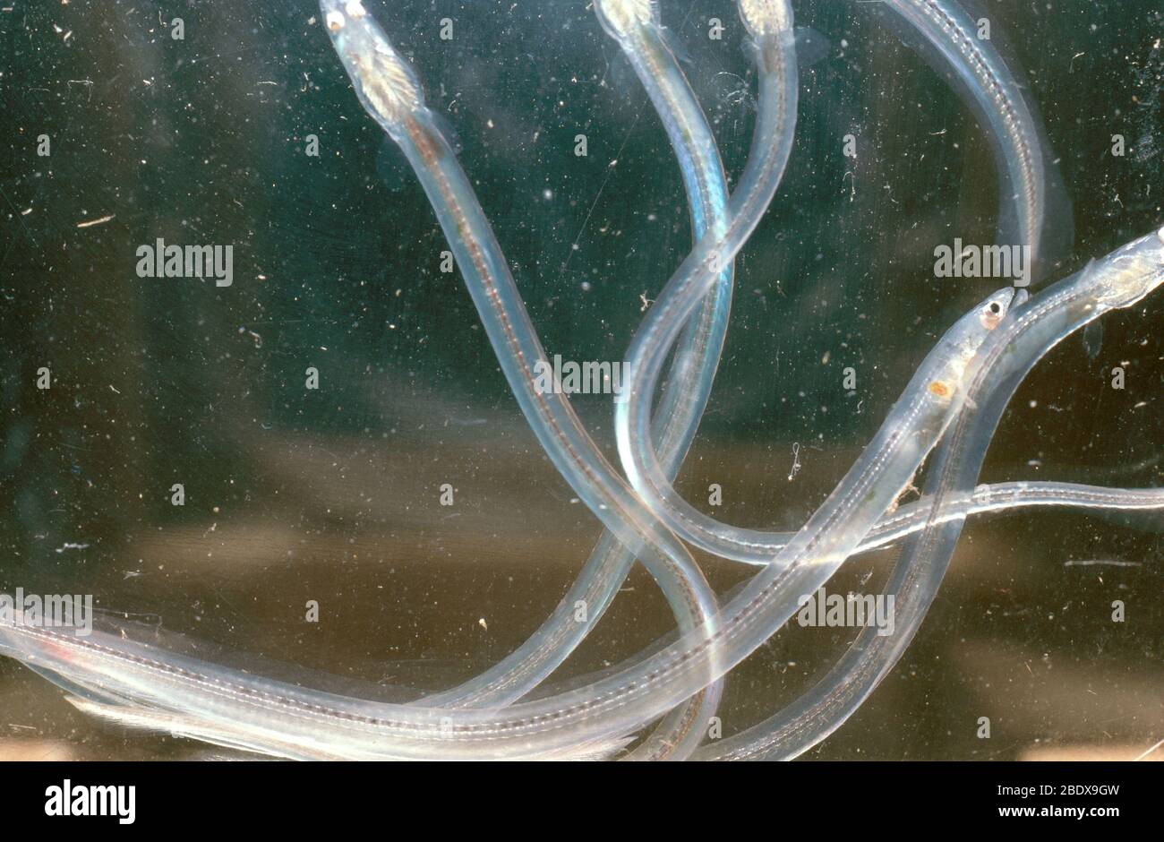 Elver eels hi-res stock photography and images - Alamy