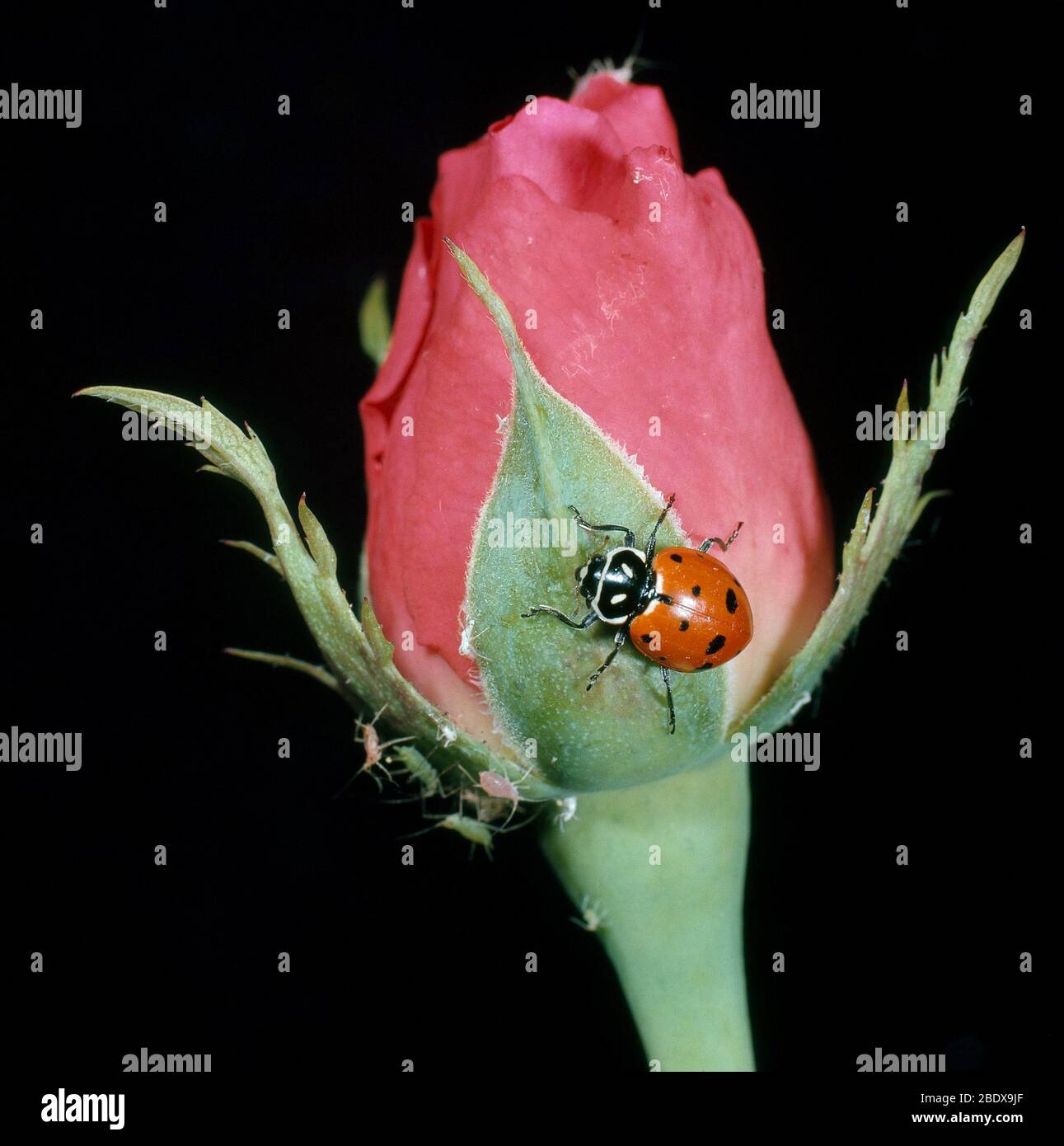 Ladybug beetles hi-res stock photography and images - Alamy