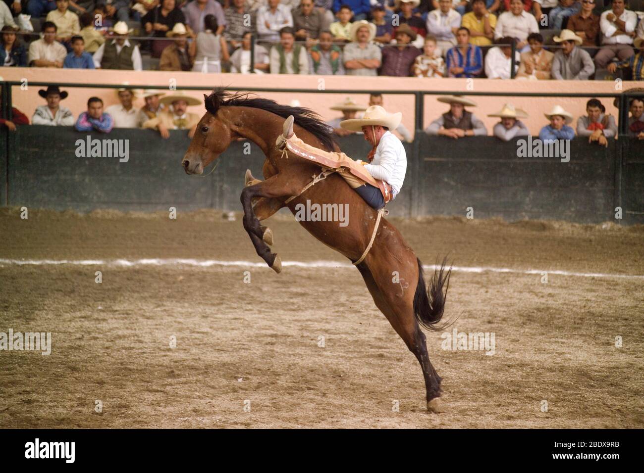 Mexican horses hi-res stock photography and images - Alamy