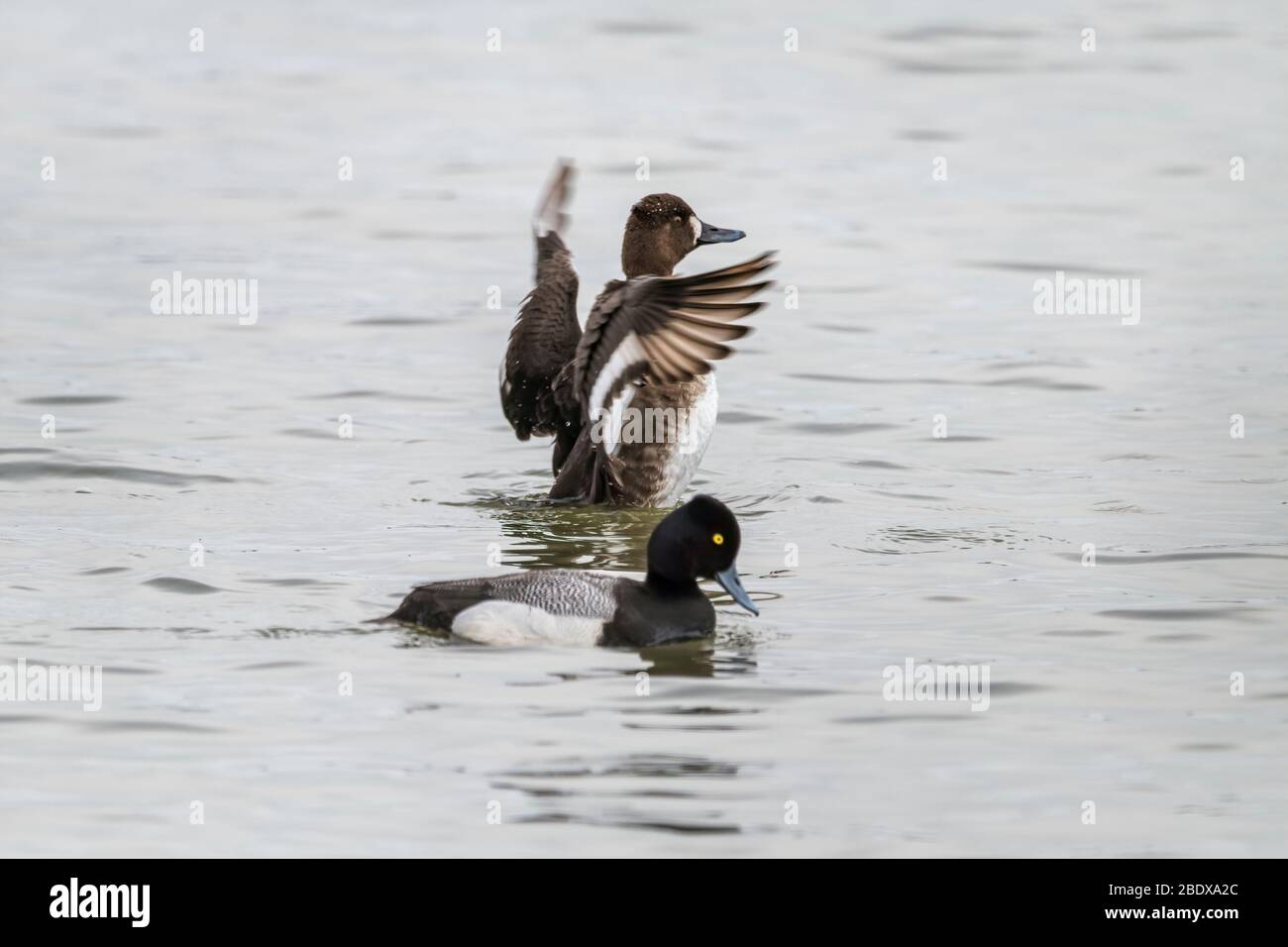 Lesser Scaup floating on small marsh lake in Northern Ohio Stock Photo ...