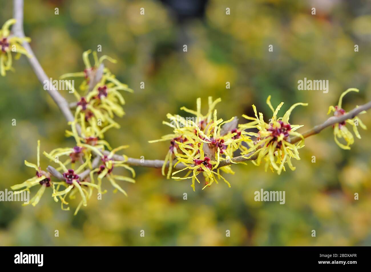 Witch hazel plant hi-res stock photography and images - Alamy