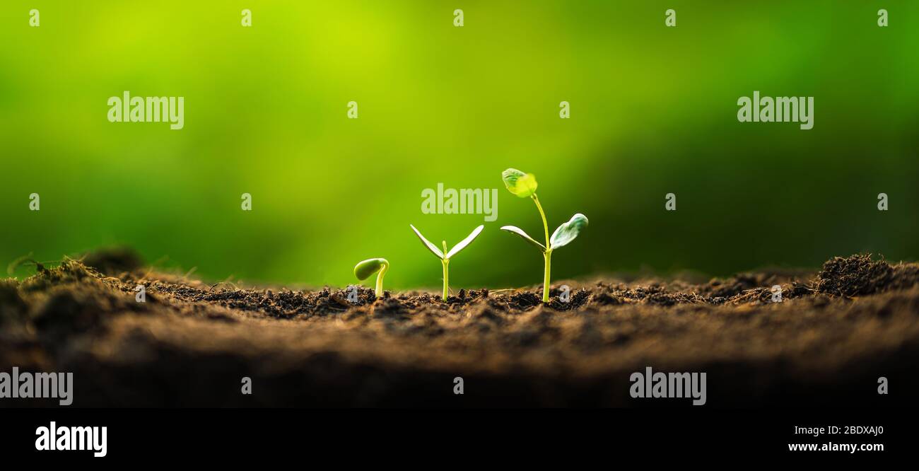 Tree growth-Three saplings are growing on the soil and a natural green ...