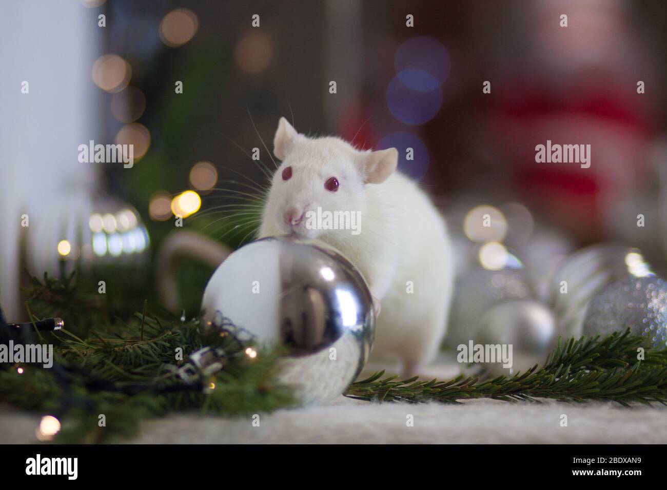 Rat among the Christmas decorations. White rodent Stock Photo - Alamy