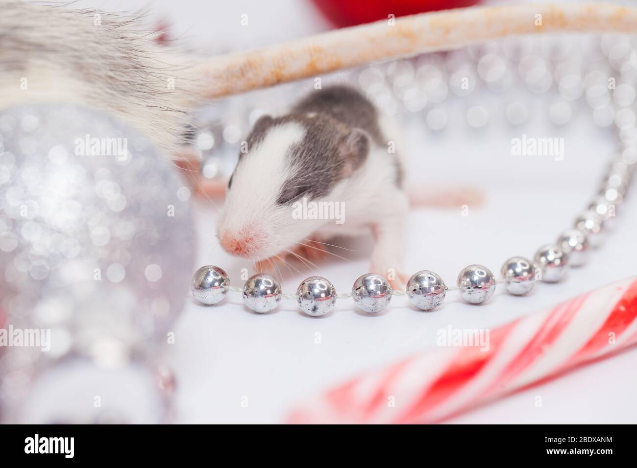 Rat among the Christmas decorations. Cute little mouse Stock Photo - Alamy