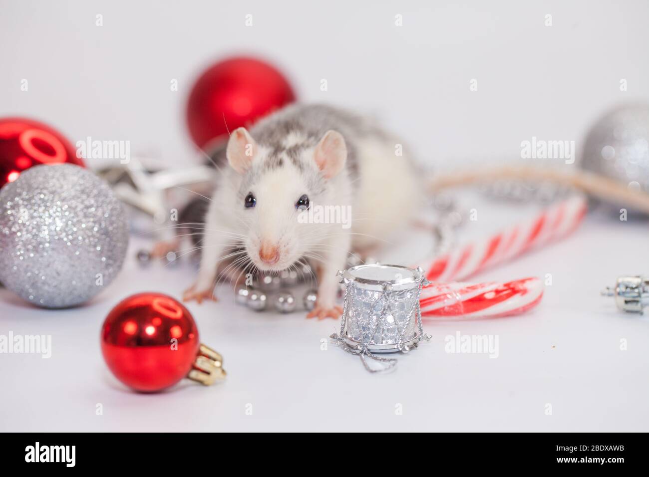 Rat among the Christmas decorations. Cute little mouse Stock Photo - Alamy
