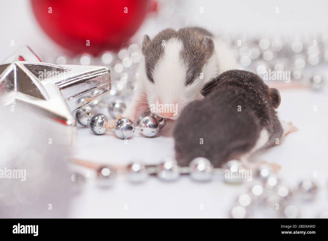 Rat among the Christmas decorations. White rodent Stock Photo - Alamy