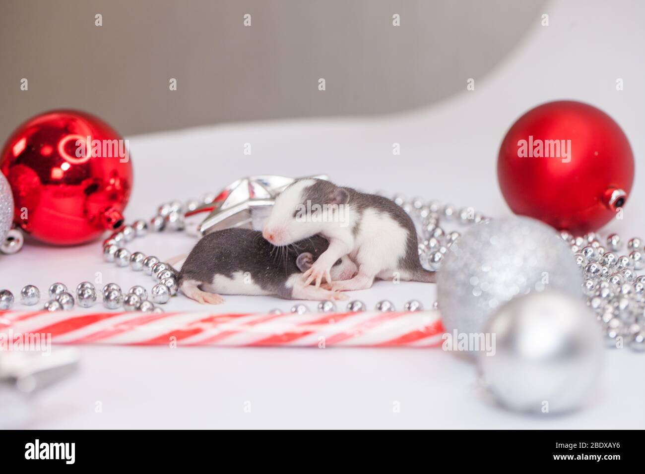 Rat among the Christmas decorations. White rodent Stock Photo - Alamy