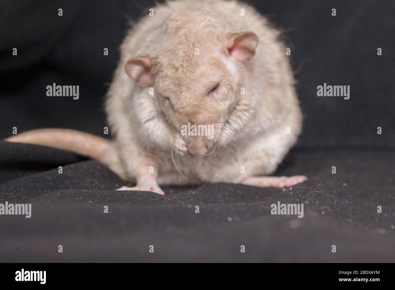 Charismatic rat on a black background. furry mouse with tail Stock ...
