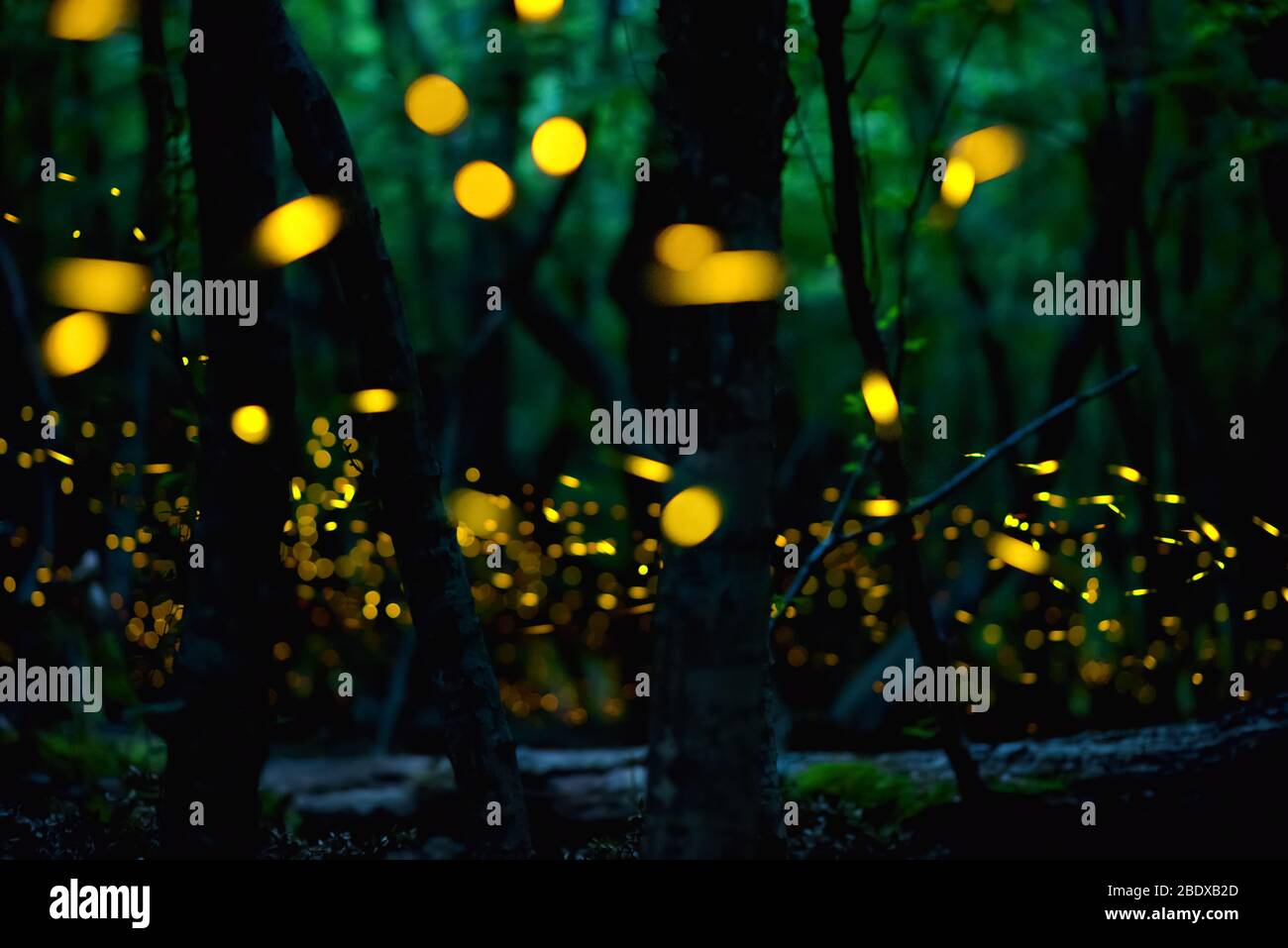 Abstract and bokeh light firefly flying in the wild forest. Fireflies ...